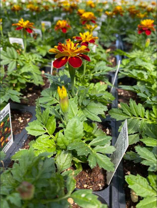 Live Feed | Anna Local Schools